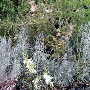 Xeric Plants - Payne's Nurseries