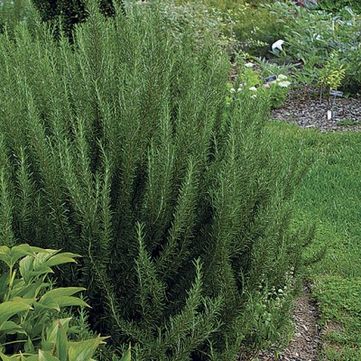 rosmarinus.officinalis.arp - Payne's Nurseries
