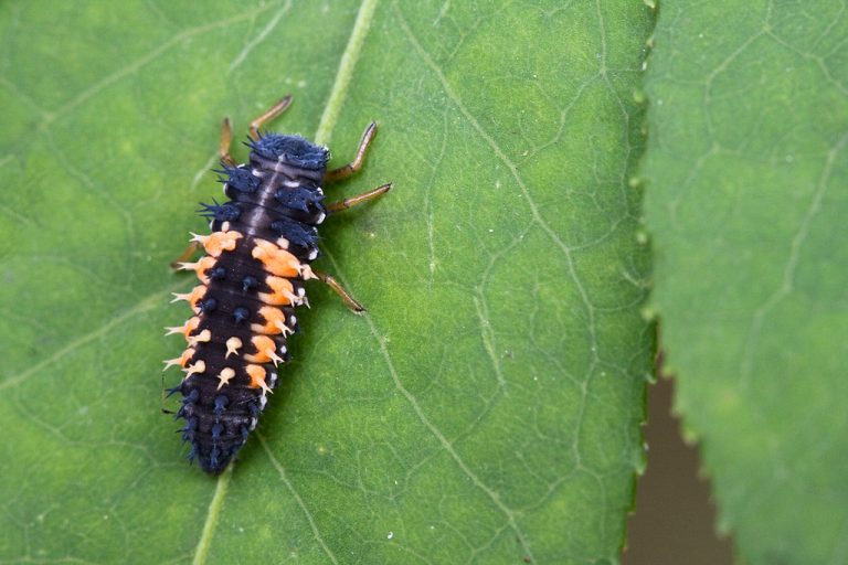 babybug - Payne's Nurseries