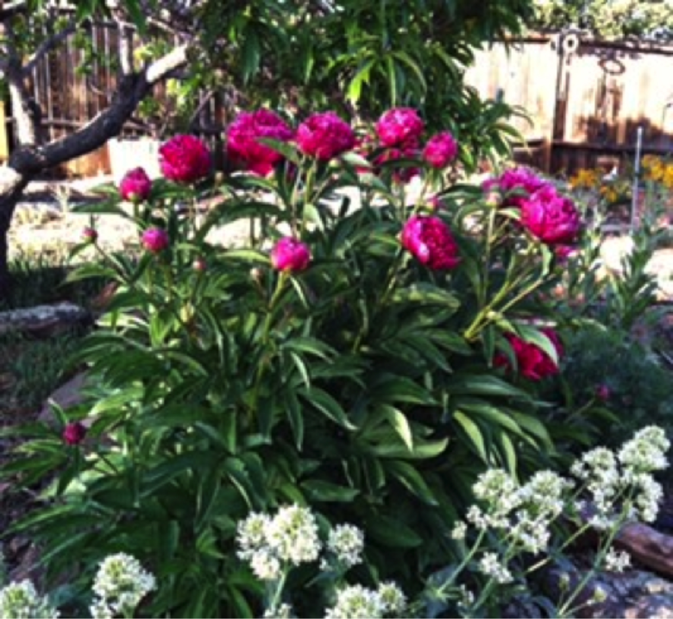 Did You Know... these THREE FUN facts about PEONIES? - Payne's Nurseries