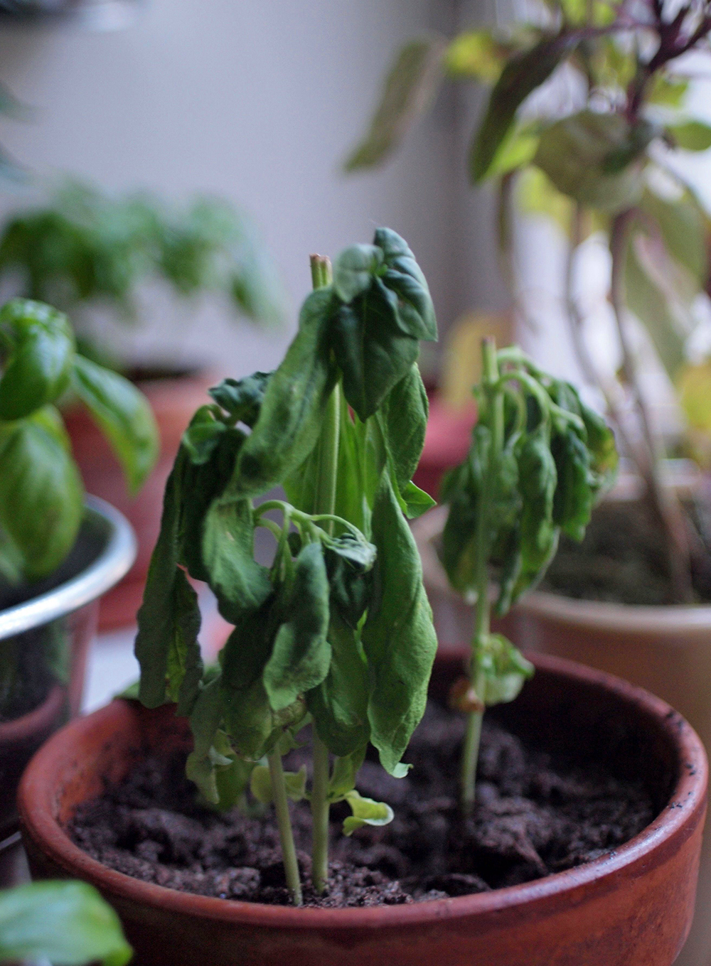 Home - Payne's Nurseries