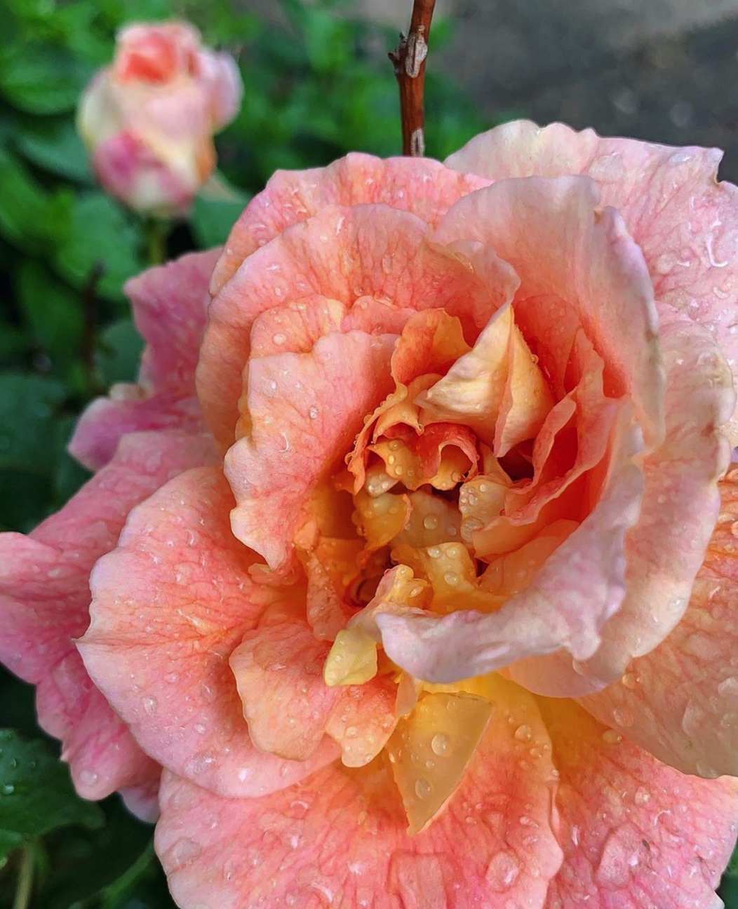 Home - Payne's Nurseries