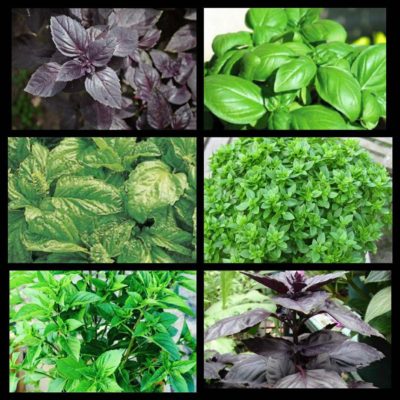 BASIL VARIETIES - Payne's Nurseries