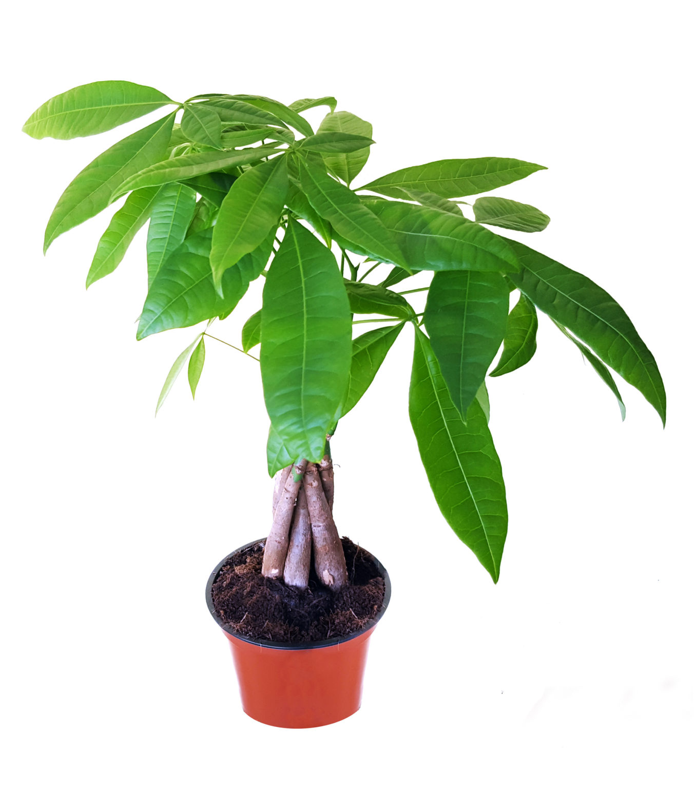 Home - Payne's Nurseries