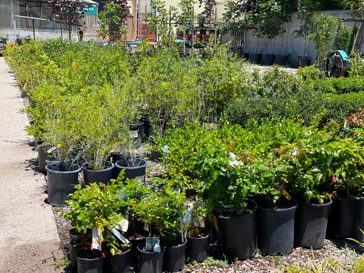 shrubsandstuff - Payne's Nurseries