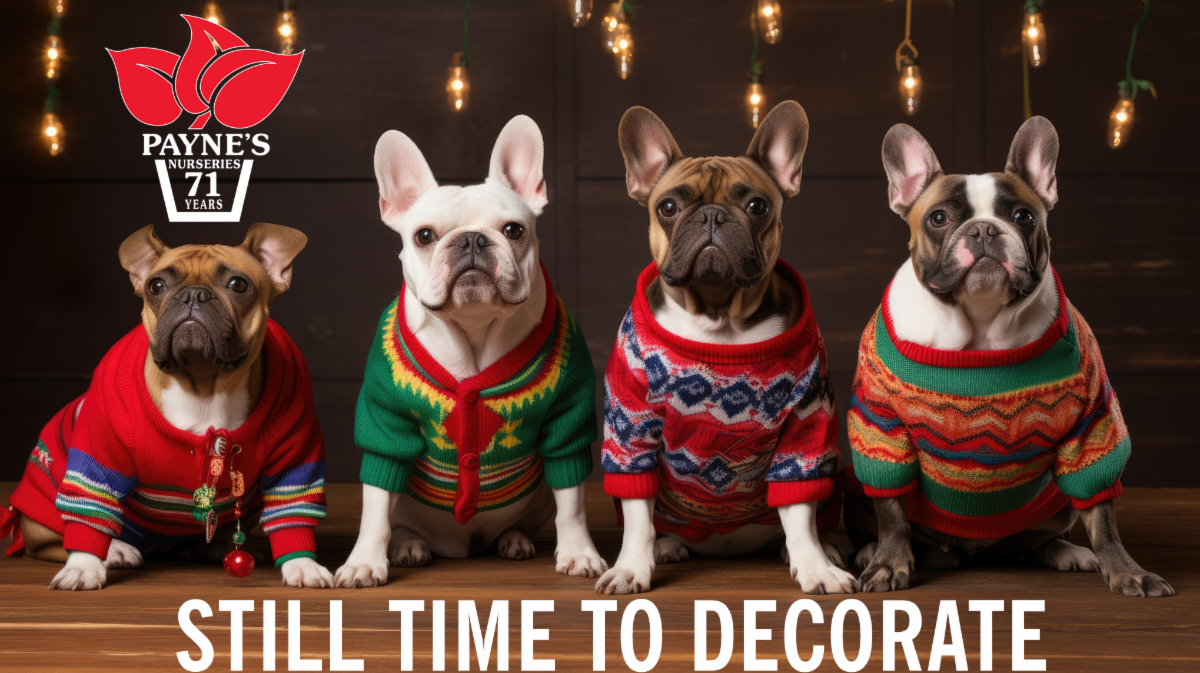 PAYENS_xmas2024 - Payne's Nurseries