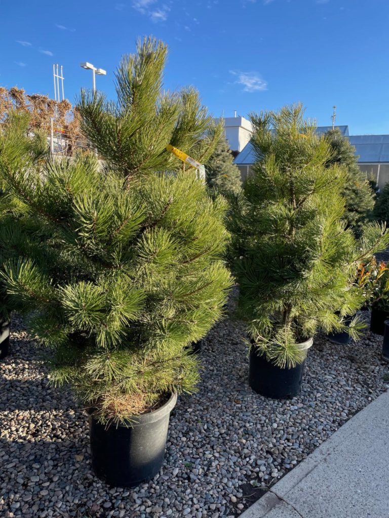 Home - Payne's Nurseries