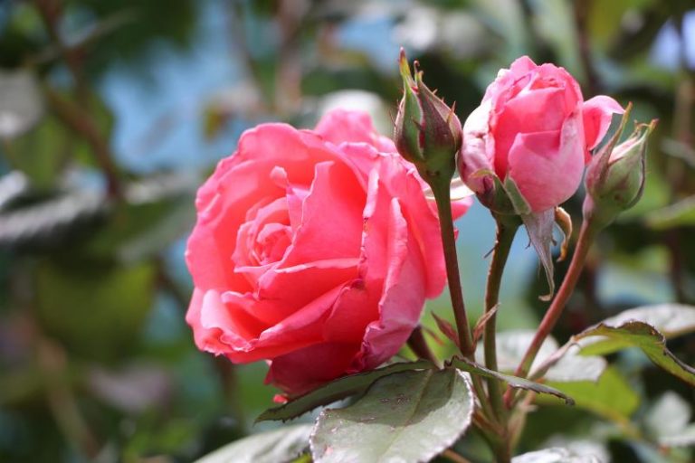 Home - Payne's Nurseries