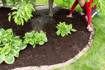 mulching - Payne's Nurseries